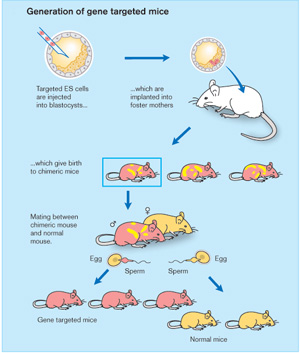 Mouse :: Model Organisms